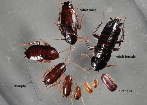 7 ways to eleminate American & German Cockroach Life Cycle - Eco Shield ...