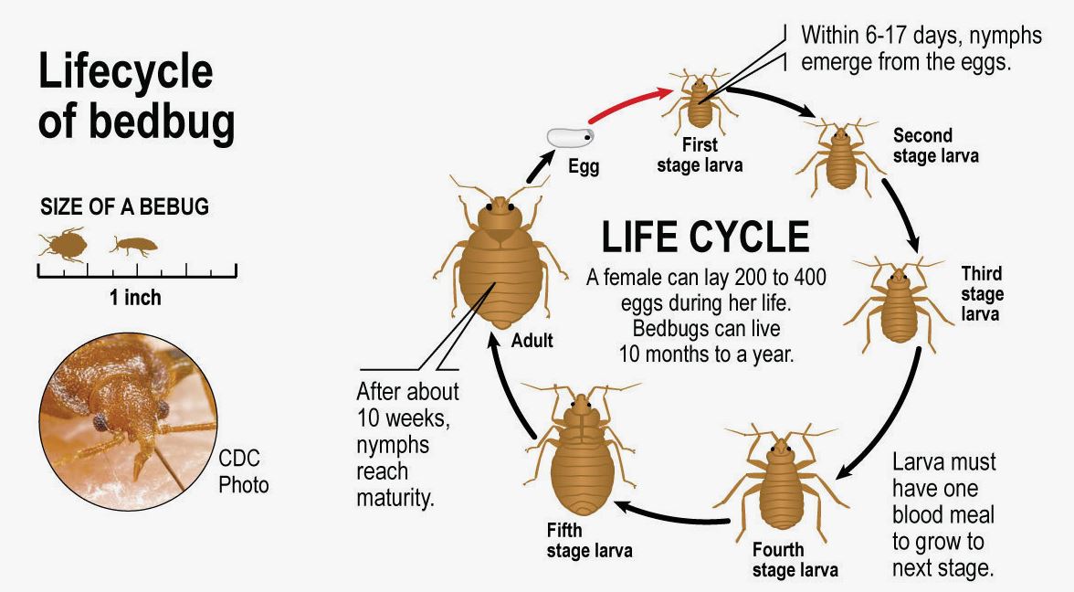 Bed Bug Life Cycle - How To Control and prevention - Eco Shield - Pest ...